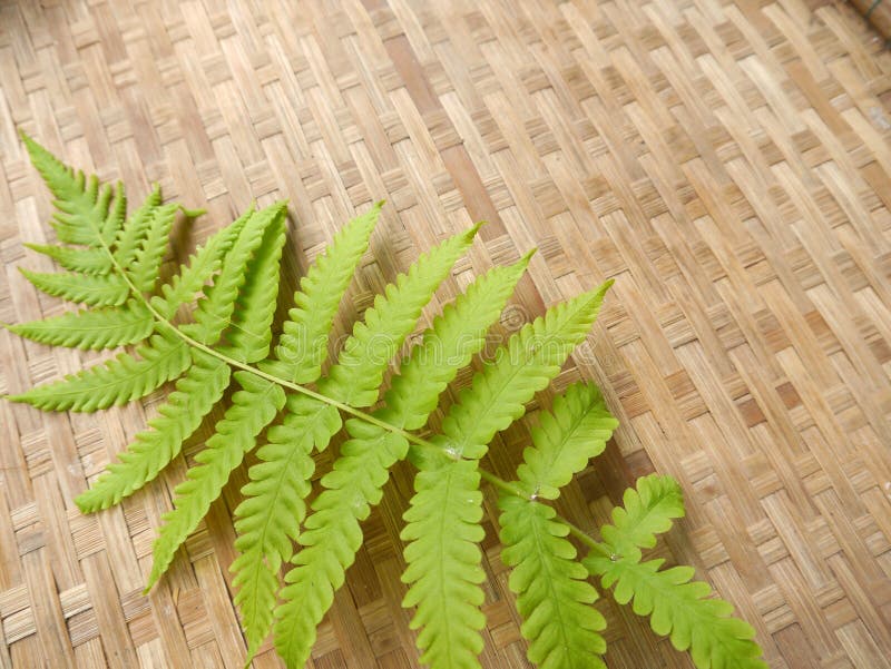 1,430 Fern Leaf Bamboo Stock Photos - Free & Royalty-Free Stock Photos ...