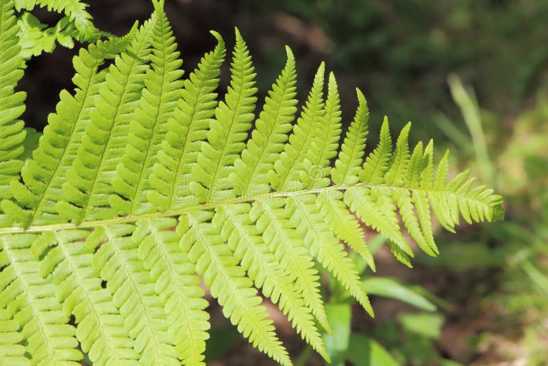 Fern in a field stock photo. Image of outdoors, spore - 137436802