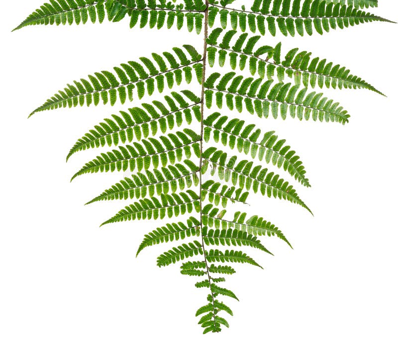 Leaf Fern Isolated on White Background Stock Image - Image of grass ...