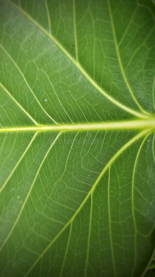 Leaf Fiber is so Beautiful stock image. Image of green - 220664961