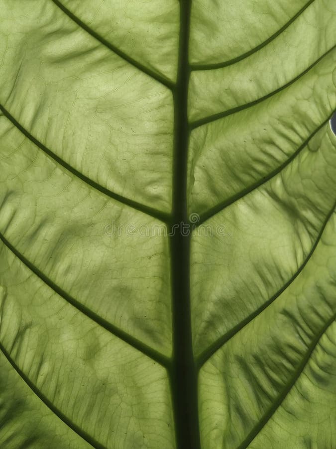 Leaf Fiber 1 stock photo. Image of wallpaper, floral - 313165478