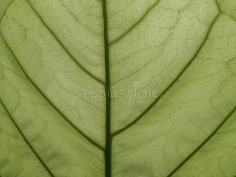 Leaf Fiber 3 stock photo. Image of chlorophyll, fiber - 313165560