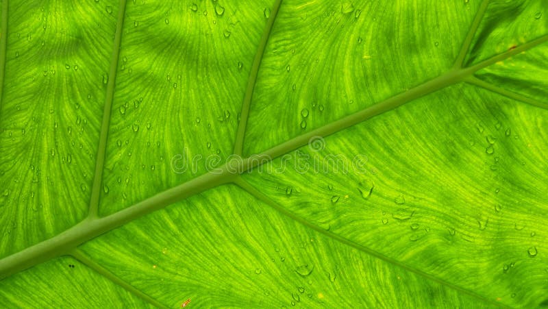 A leaf fiber pattern stock photo. Image of fiber, petal - 221682674