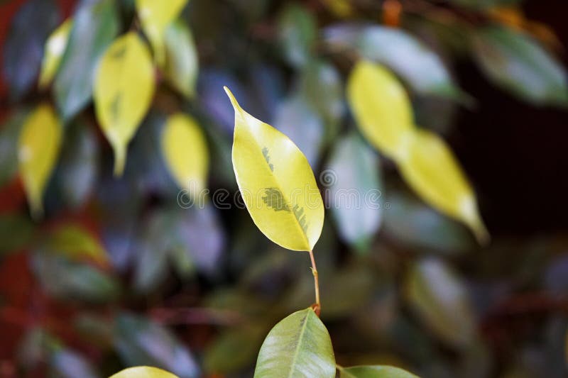 A Leaf of a Ficus Benjamina Tree Stock Photo - Image of plant, fresh ...