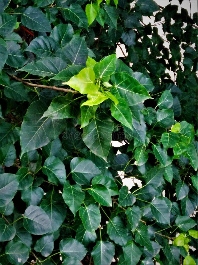Ficus Religiosa Or Peepal Tree Fruit Stock Photo - Image of tree ...