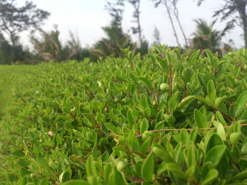 Leaf field stock photo. Image of field, sunny, light - 59579882