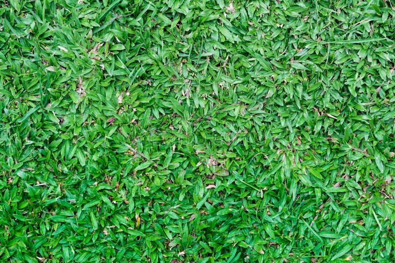 Leaf field stock image. Image of backdrop, fresh, foliage - 39585029