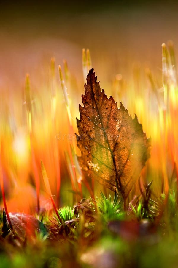 Leaf on Fire stock image. Image of fire, leaf, october - 821723
