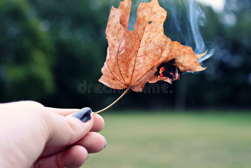 Leaf on fire stock image. Image of nails, autumn, fire - 42036301