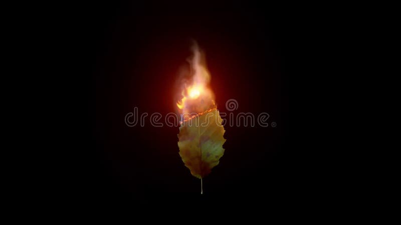 Leaf on Fire and Smoke Loop Stock Footage - Video of summer, wildfire ...
