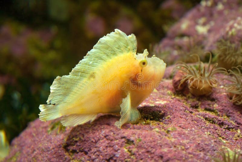 Leaf fish stock photo. Image of paper, triacanthus, taenianotus - 12852468