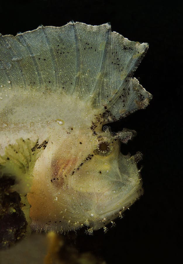 Leaf-fish on the Coral Reef Stock Image - Image of leaffish, ocean ...