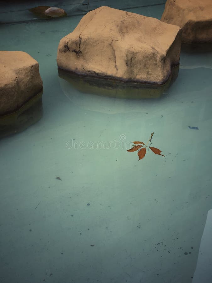 Rock on water stock photo. Image of outside, rock, leaf - 165880546