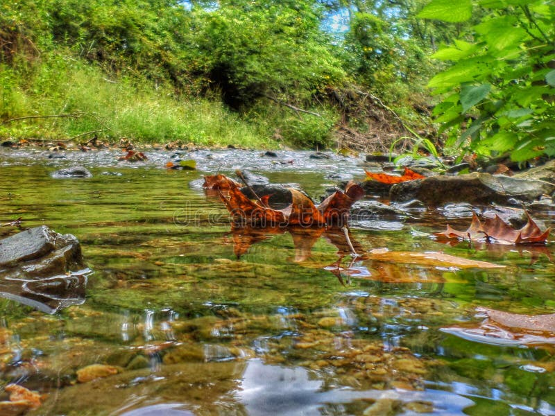Leaf Floating Down the Springs in the Fall Stock Photo - Image of ...