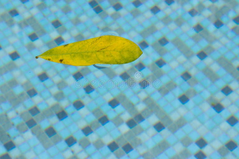Leaf Floating in Pool, Drifting and Pulled Around in a Weightless Space ...