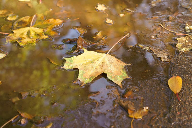 Leaf is Floating in a Puddle of Water Stock Photo - Image of november ...