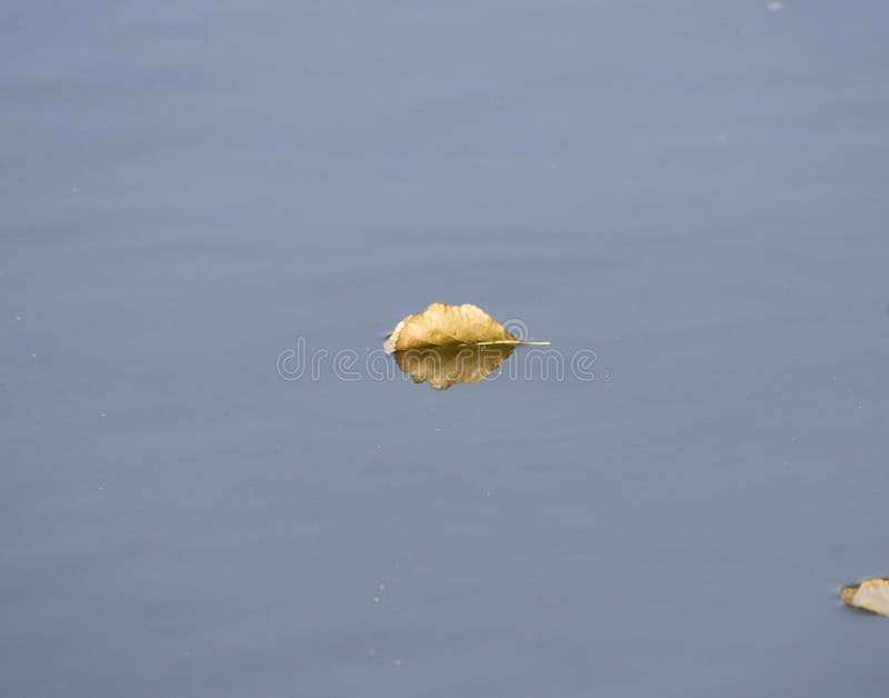 Leaf floating in the river stock photo. Image of bird - 291857330