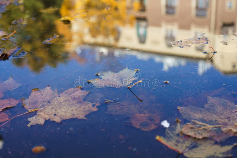 Leaf is Floating on the Surface of a Puddle Stock Image - Image of fall ...