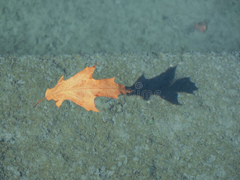 Leaf Floating on Water Over Concrete Stock Image - Image of pier ...