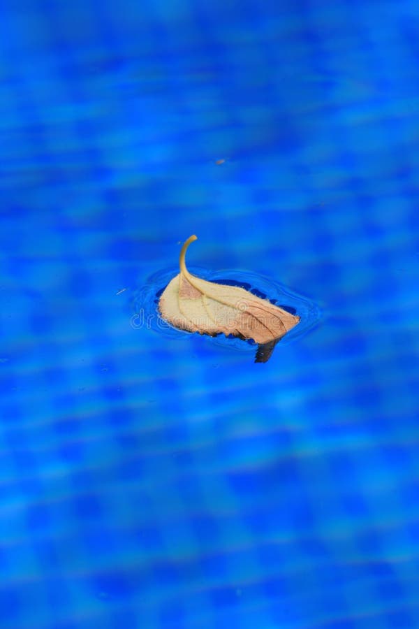 Leaf Floating on Water in Pool Stock Photo - Image of travel, closeup ...