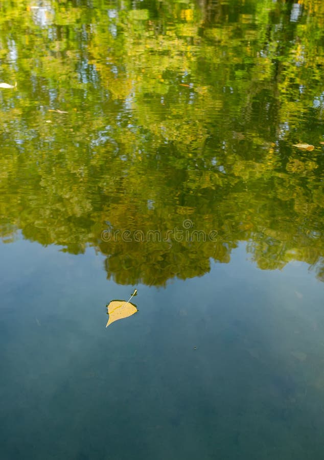 Leaf floating in water stock photo. Image of drop, background - 130400080