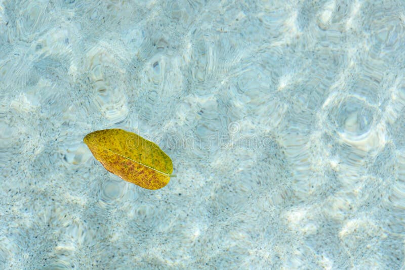 Leaf floats on water stock photo. Image of float, floating - 264972250