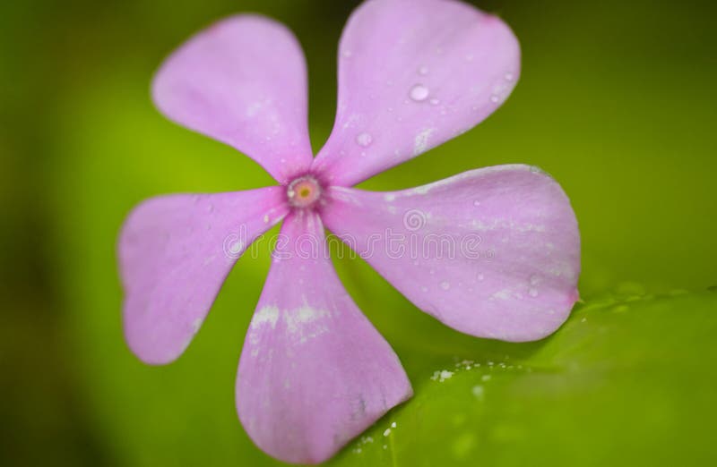 Leaf and flower stock photo. Image of leaf, drop, tropival - 12746126