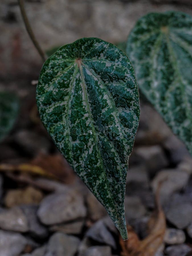 Leaf flower outdoor stock image. Image of outdoor, flower - 170218893