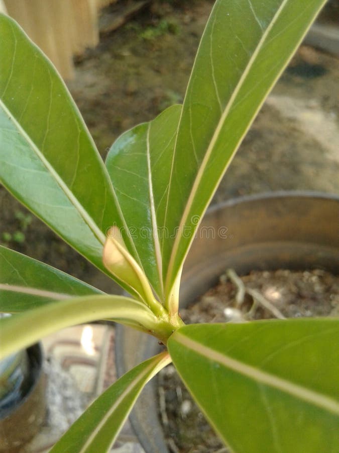 Leaf on flower stock image. Image of leaf, flower, beautiful - 119639539