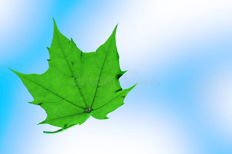 Leaf flying in air stock photo. Image of blue, leaf, natural - 14288686