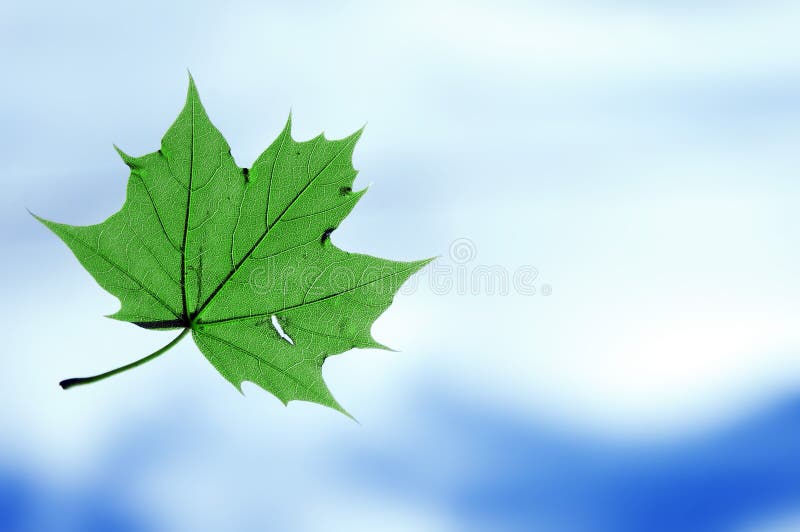 728 Air Floating Leaf Stock Photos - Free & Royalty-Free Stock Photos ...