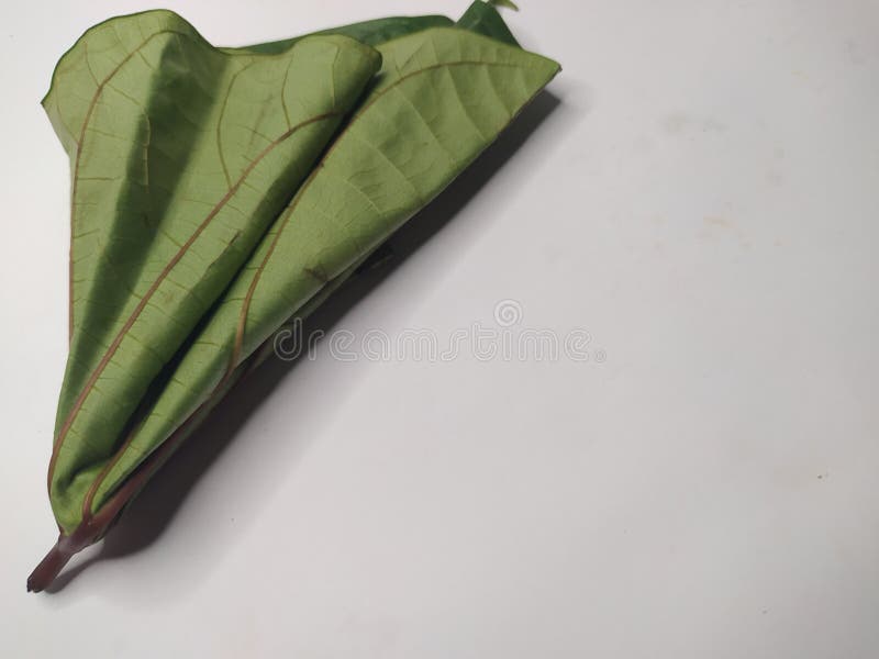 Leaf Fold Photo on White Background Stock Photo - Image of flower ...
