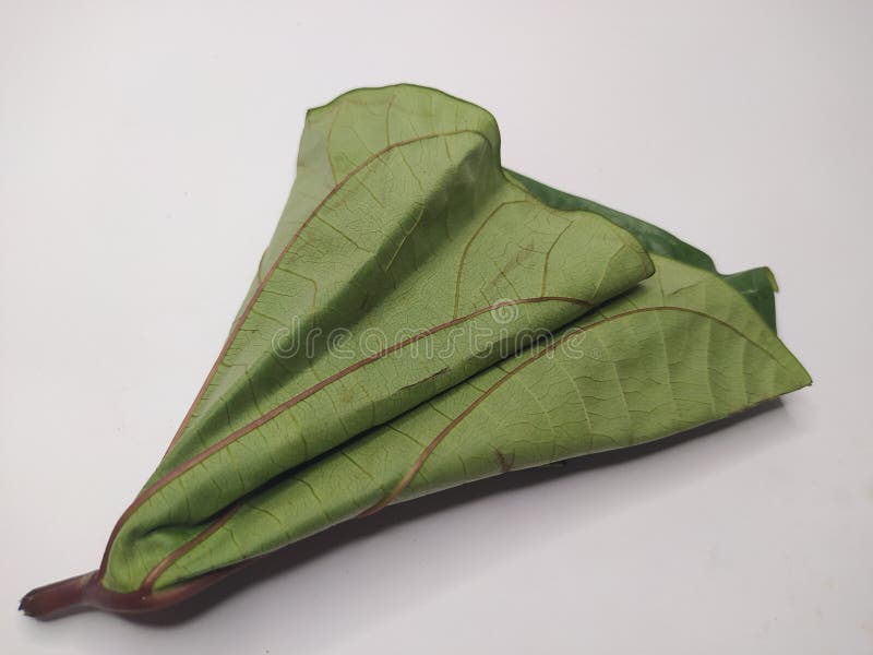 Leaf Fold Photo on White Background Stock Photo - Image of flower ...