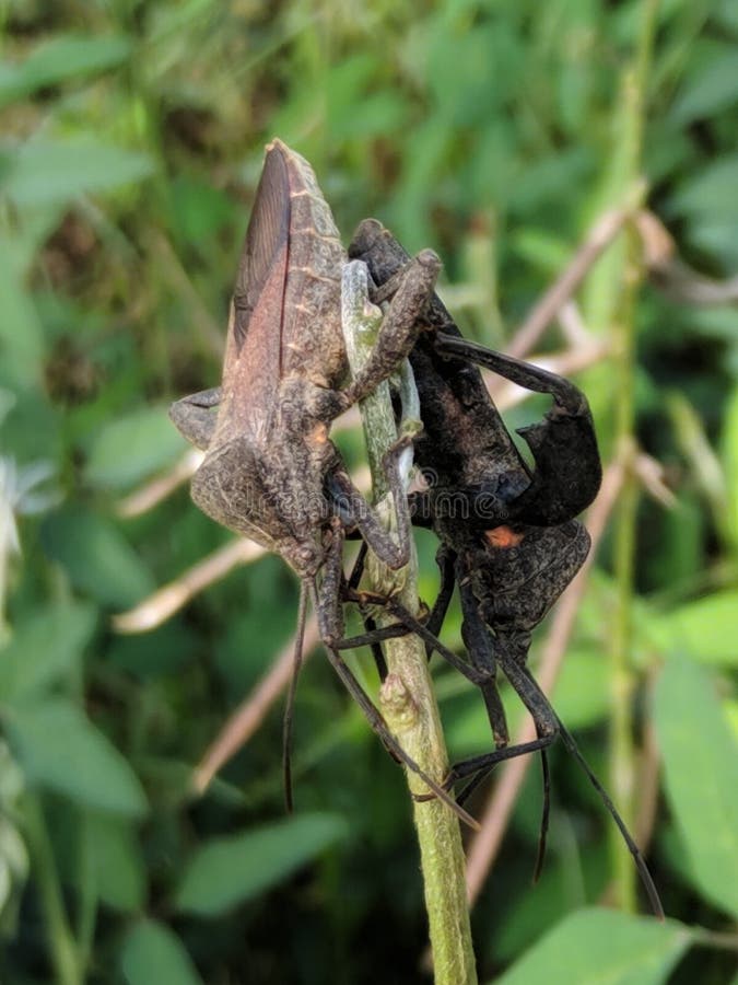 Leaf-footed bug mating stock photo. Image of grass, invertebrate ...