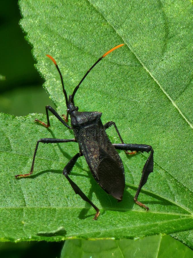 Leaf-footed Bug Acanthocephala Nature Abstract Scenic Art Stock Photo ...