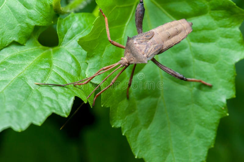 Leaf-footed Bug stock photo. Image of libellulidae, dead - 80971516
