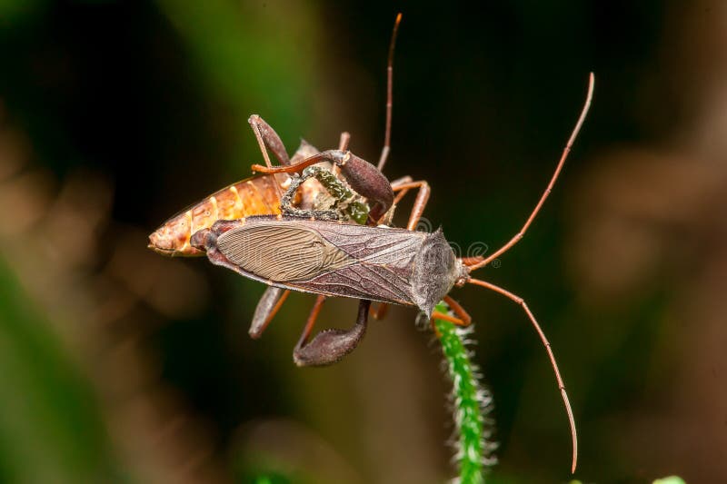 Leaf-footed Bug stock photo. Image of park, orange, garden - 80979494