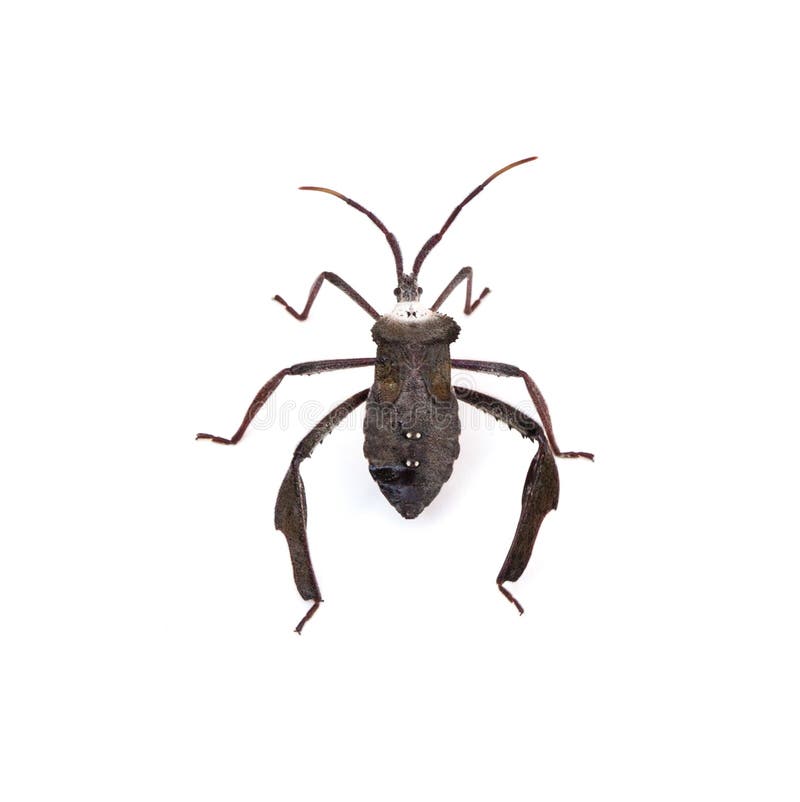 Leaf-footed Bug Anisoscelis Flavolineata Stock Image - Image of ...