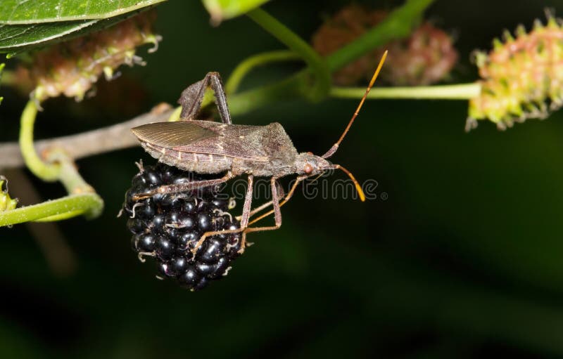 Leaf-footed Bug Coreidae Insect Eating Mulberry Fruit at Night. Stock ...