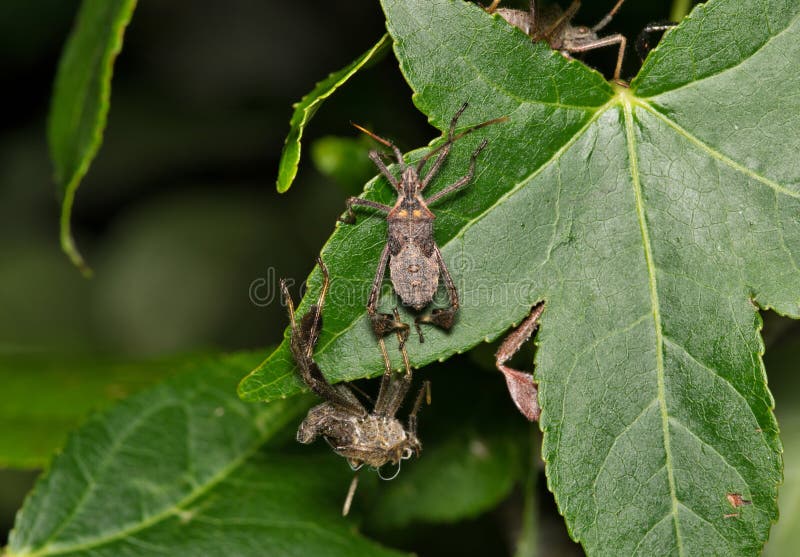 Bug Coreidae Insect Molting Stock Photos - Free & Royalty-Free Stock ...