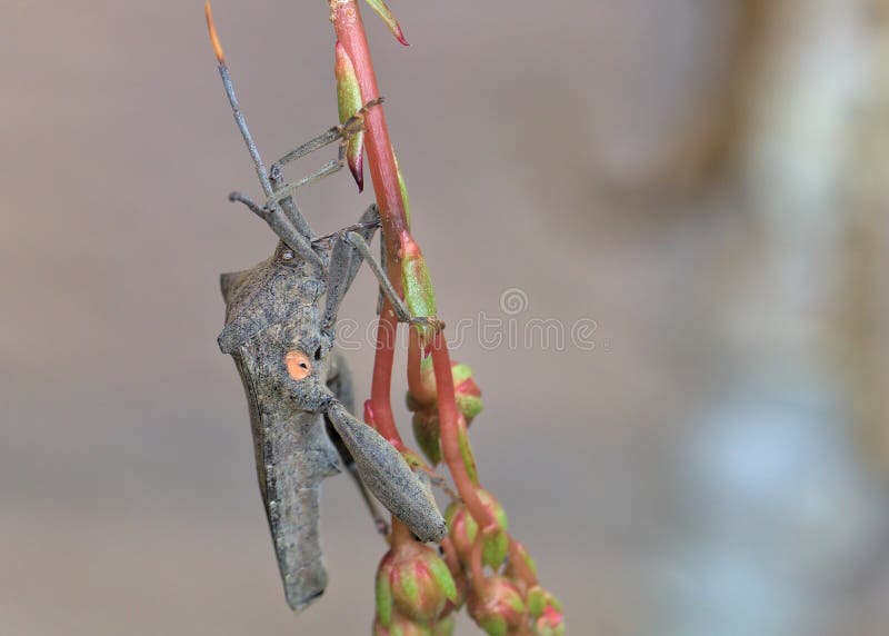 Leaf Footed Bug or Flag Footed Bug with Its Mandibles Piercing Stock ...