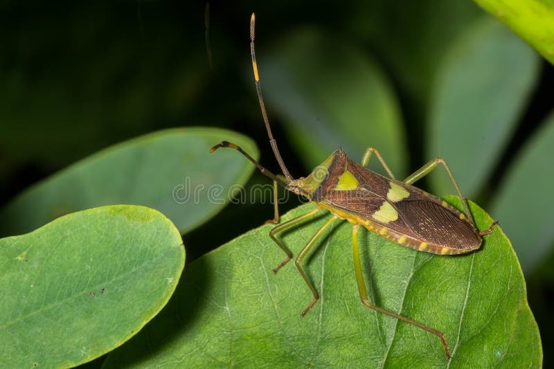 Leaf Footed Stink Bug Nymphs on Tomato Plant Leaf Stock Image - Image ...