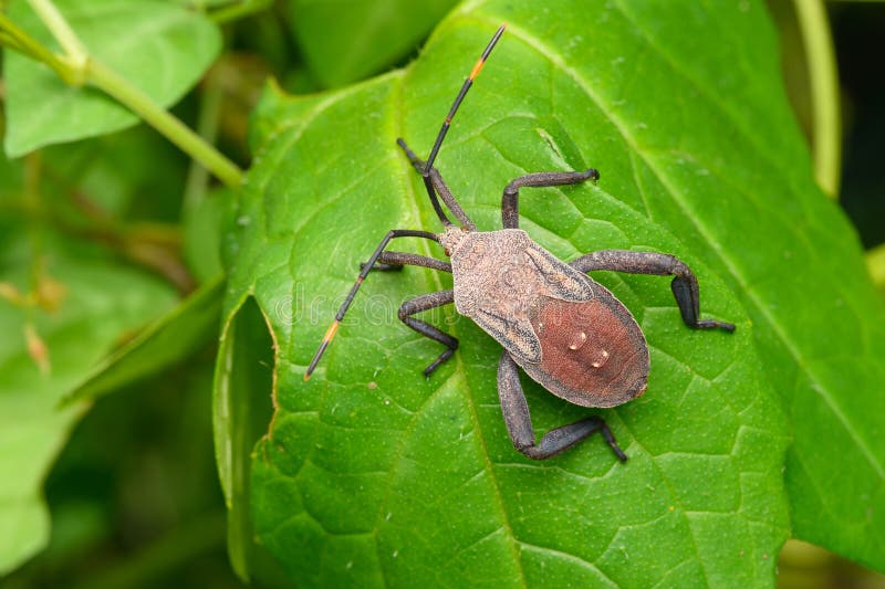 Leaf Footed Bug Green Satara Maharashtra Stock Photos - Free & Royalty ...