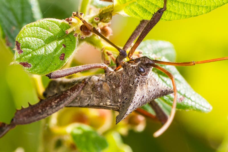 Leaf-footed Bugs Family Coreidae. Euthochtha Galeator. the Grasshopper ...