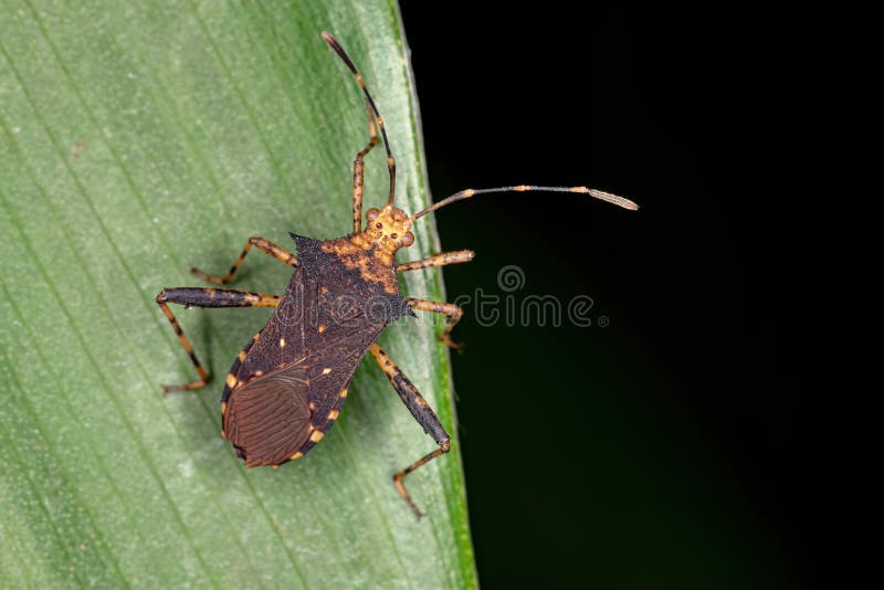 Leaf-footed Bugs Family Coreidae. Euthochtha Galeator. the Grasshopper ...
