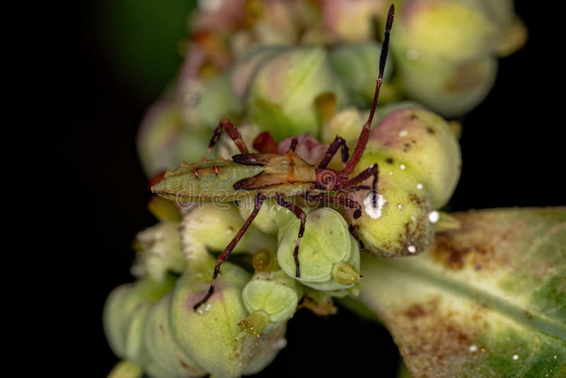 Leaf-footed Bug Nymph stock photo. Image of insecta - 241078244