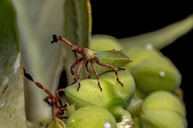 Leaf-footed Bug Nymph stock image. Image of coreidae - 242014211