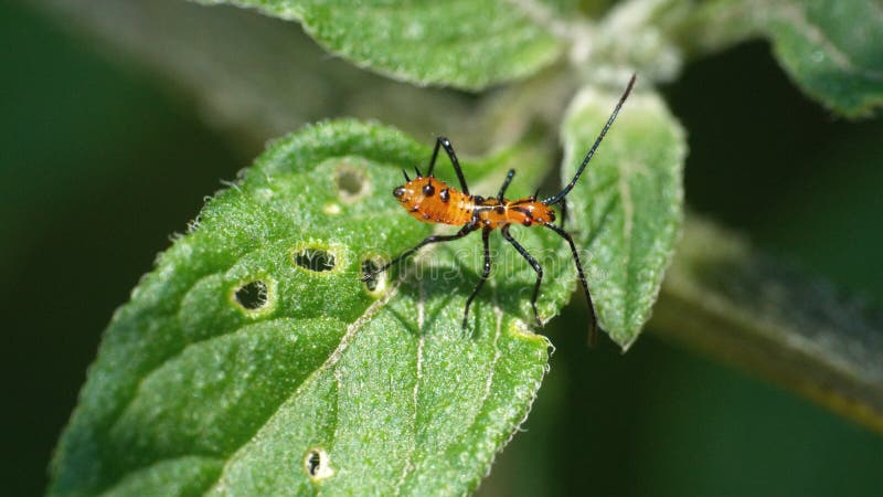 Leaf-footed Bug Nymph on a Leaf Stock Image - Image of plant, beetle ...