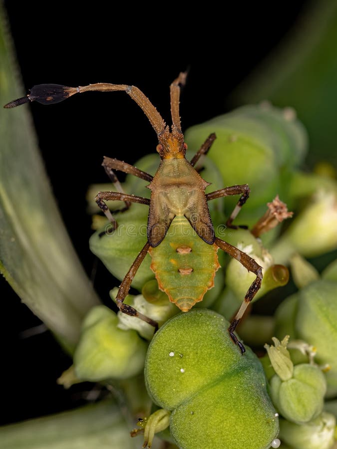 Leaf-footed Bug Nymph stock photo. Image of fauna, natural - 242014234