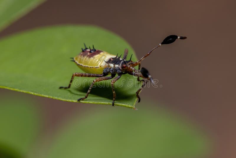 Leaf-footed Bug Nymph stock image. Image of athaumastus - 214659995